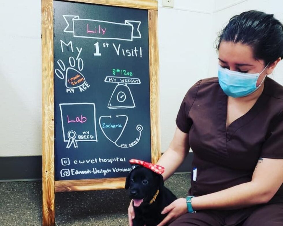 Vet Patient Gallery | Vet Clinic In Edmonds, WA Vet Patient Gallery | Vet Clinic In Edmonds, WA