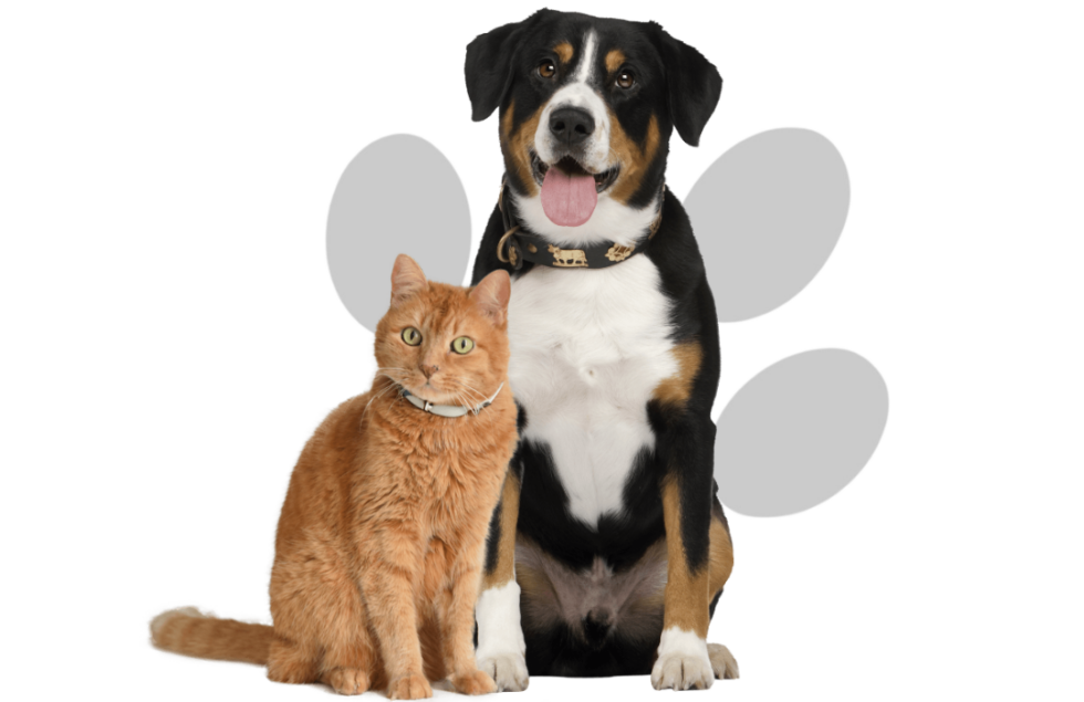 Best Vet Hospital In Edmonds, WA | Edmonds-Westgate Veterinary Hospital